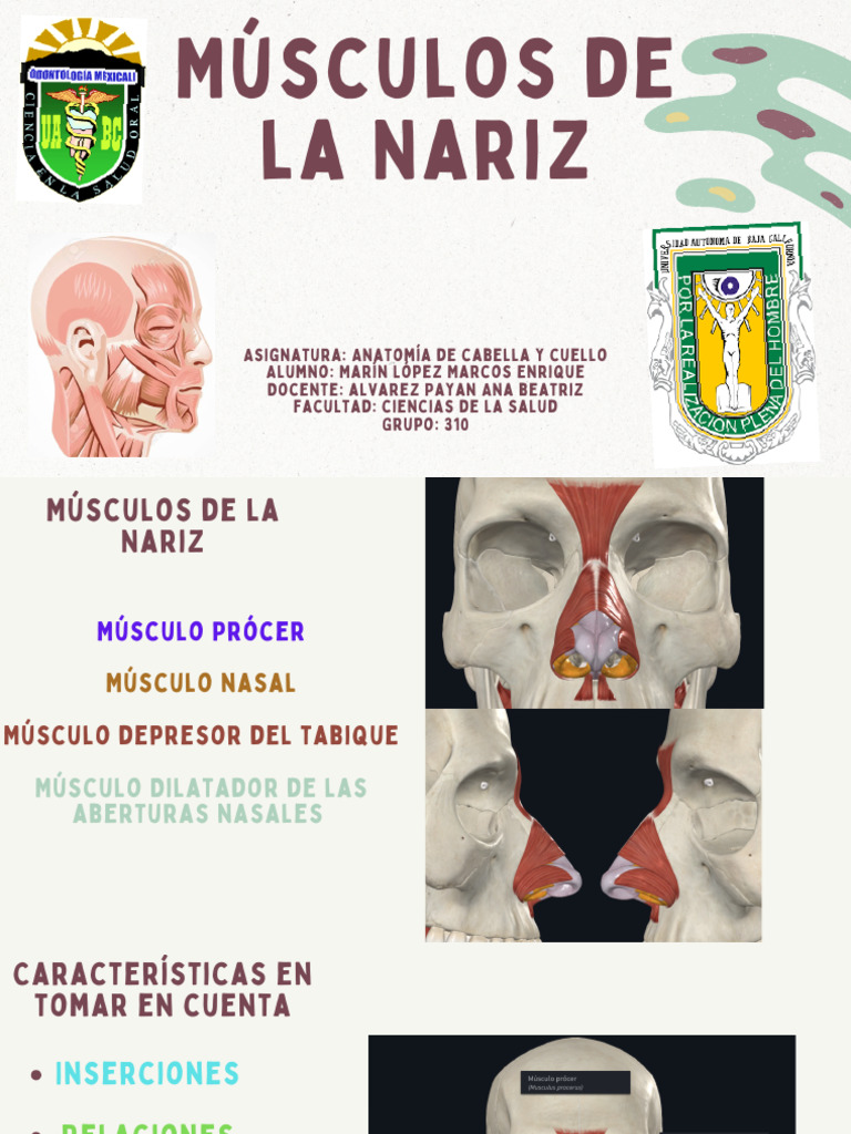 Músculos de La Nariz 1 | PDF | Nariz humana | Morfología (biología)