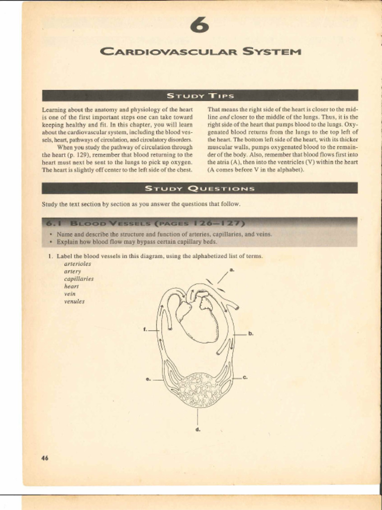 Cardiovascular System | PDF