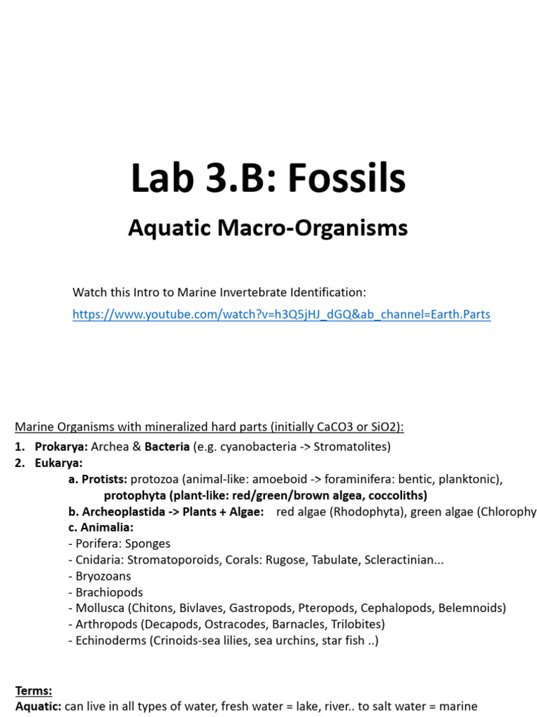 Lab 3B Fossils Lab Infos B15 | PDF | Coral | Bivalvia