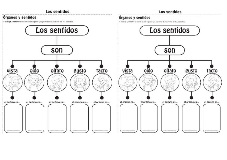 Sentidos Ficha | PDF
