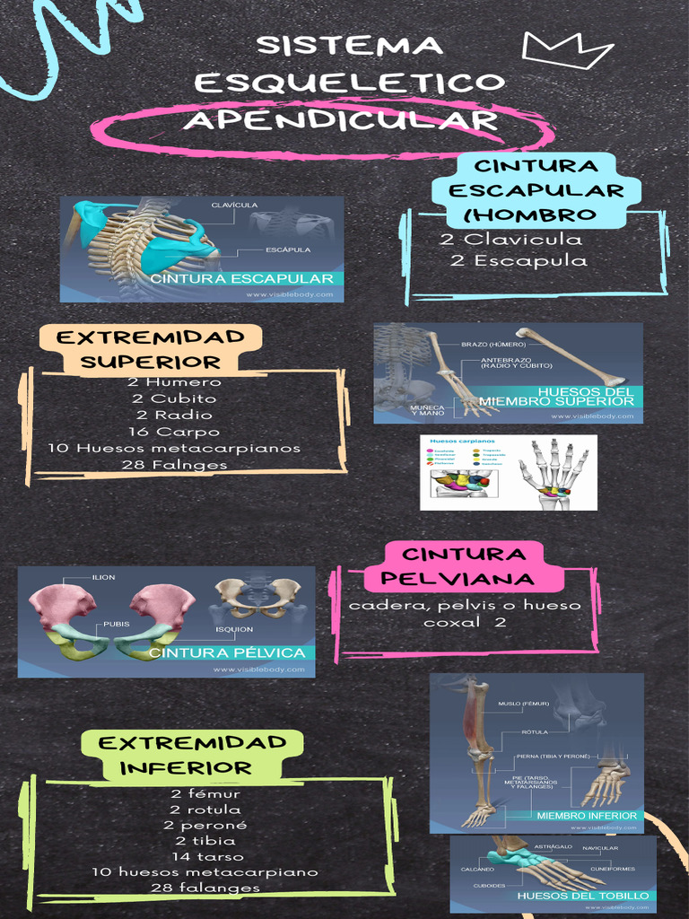 Esqueleto Apendicular | PDF