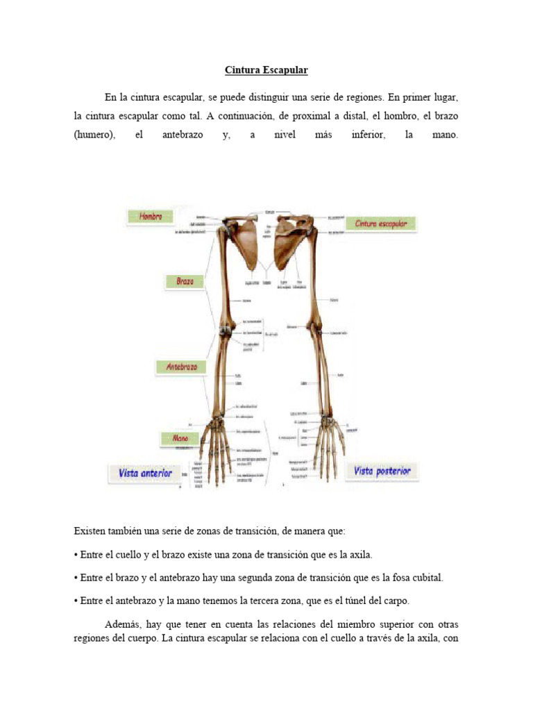 Anatomía y Articulaciones de la Cintura Escapular | PDF | Articulación ...