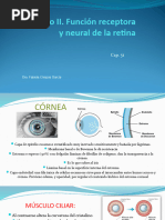 Capas de La Retina | PDF | Retina | Percepción visual