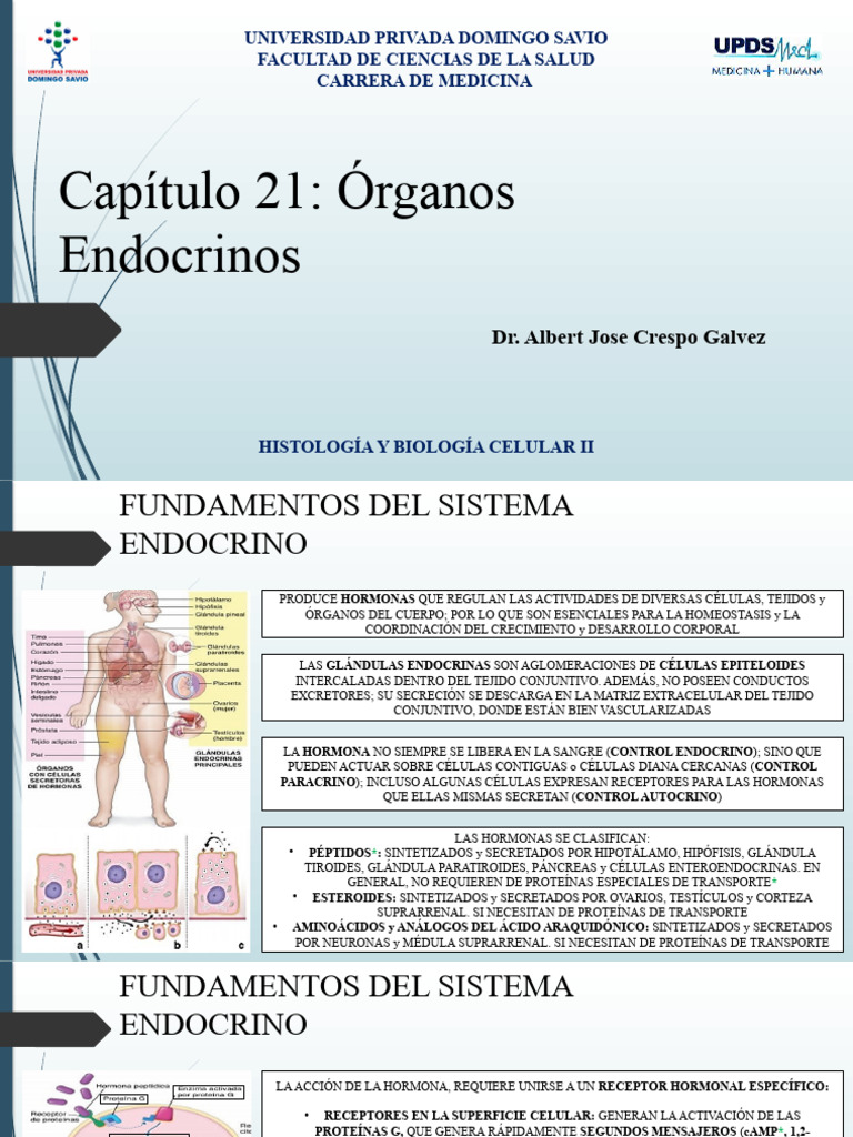 4. Órganos Endocrinos(1) | PDF | Glándula pituitaria | Tiroides