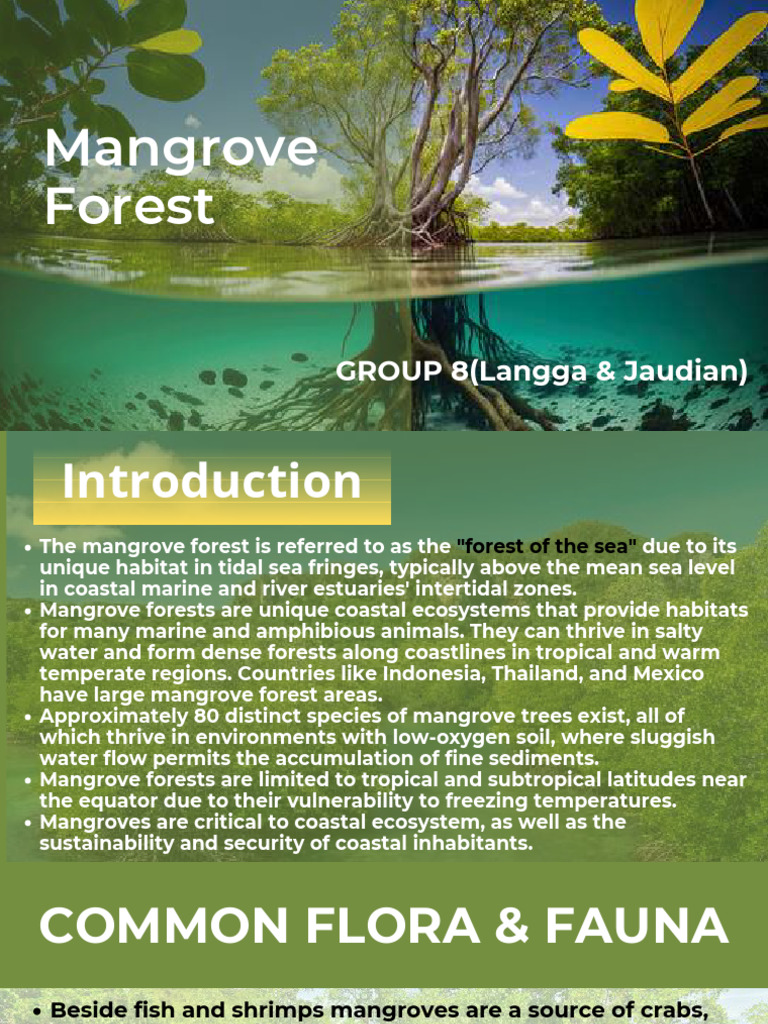 Introduction to Mangrove Ecosystems | PDF | Mangrove | Earth Sciences