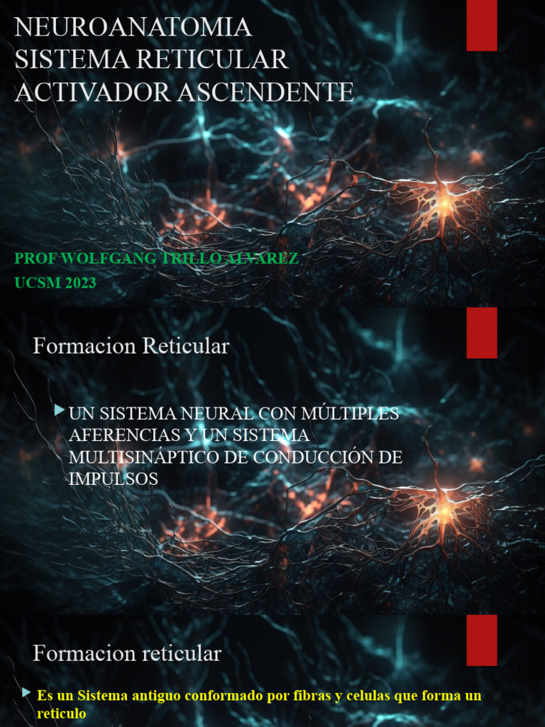 Clase De Antomia Sistema Reticular 2023 Pdf Tálamo Médula Espinal