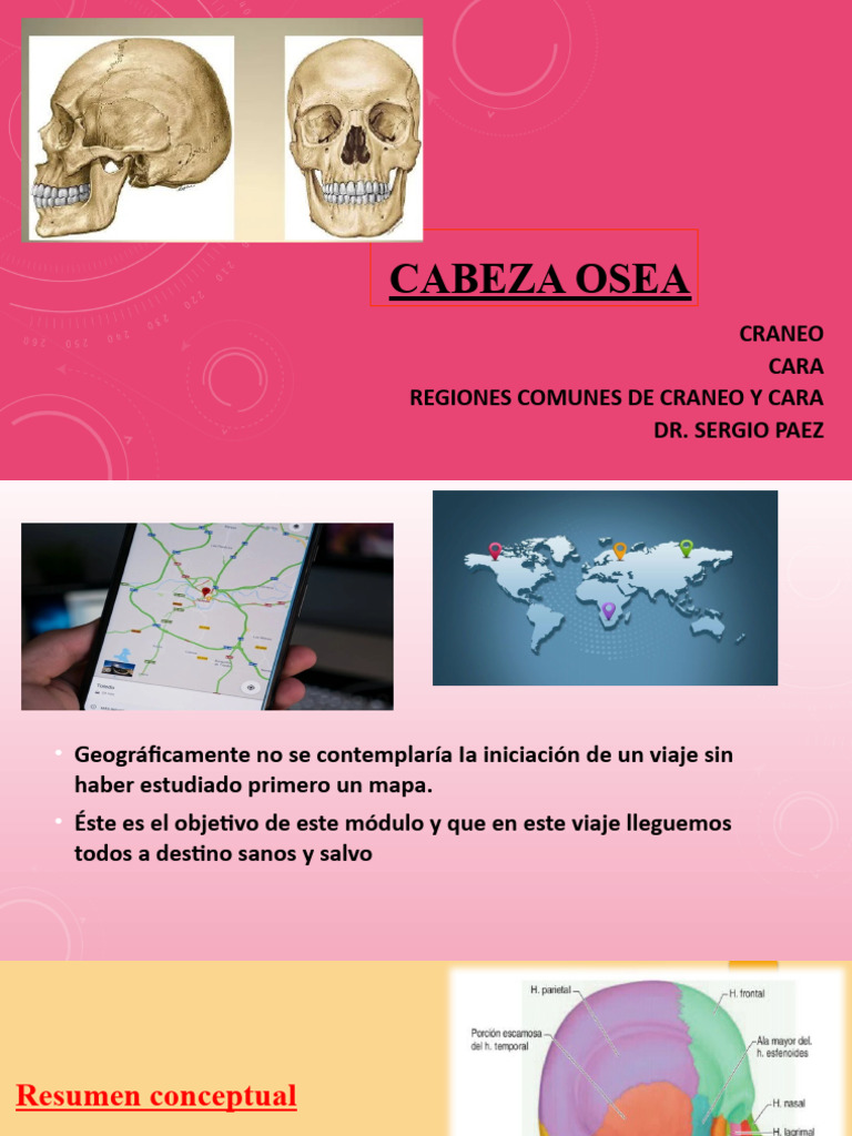 Cabeza Osea Sin Audio | PDF | Cráneo | Sistema musculoesquelético