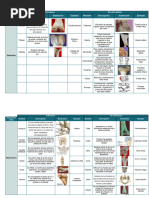 Marcas Oseas | PDF | Sistema musculoesquelético | Sistema esquelético