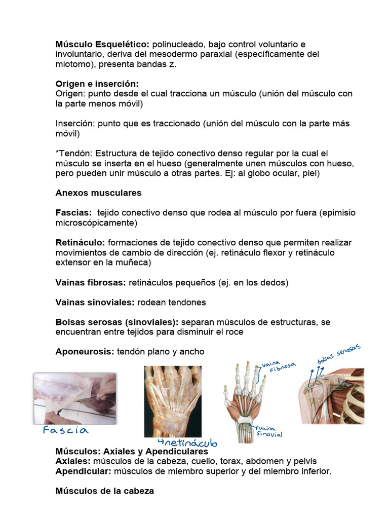 resumen músculos axiales | PDF | Sistema musculoesquelético | Cabeza y ...