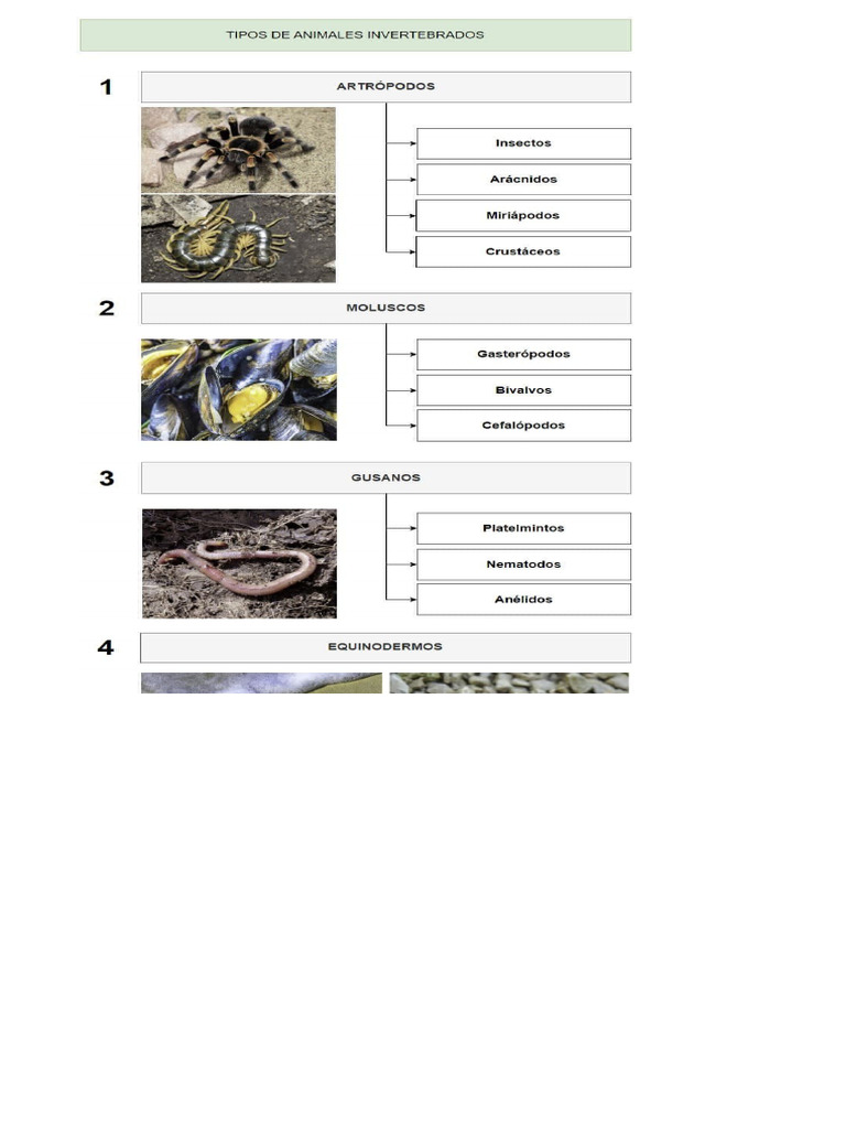 Clasificacion de Invertebrados | PDF