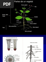 Glosario de briofitos y caulidios | PDF | Hoja | Plantas