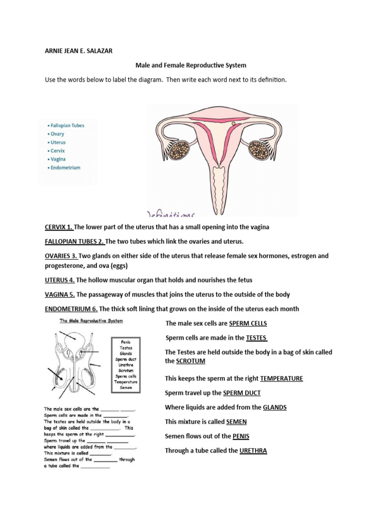 Reproductive System Quiz | PDF