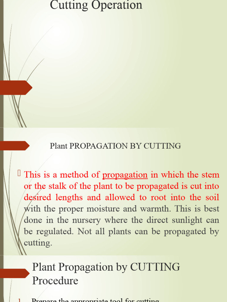 Asexual Propagation by Cutting Operation | PDF | Root | Plants