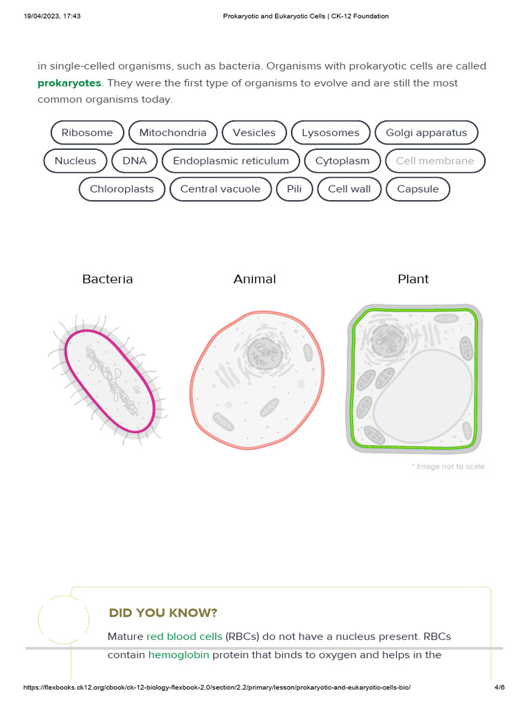 prokaryotic cell structures | PDF | Cell (Biology) | Prokaryote