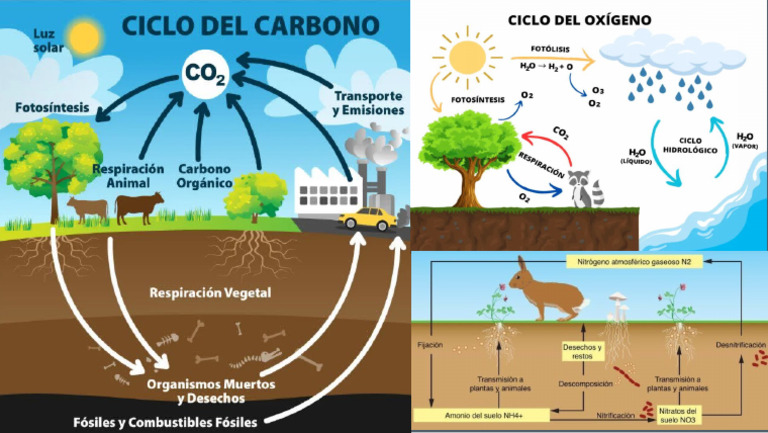 Ciclos Bioquímicos | PDF