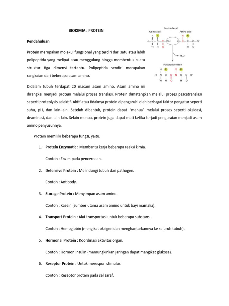 Modul 2019 Biokimia Protein | PDF
