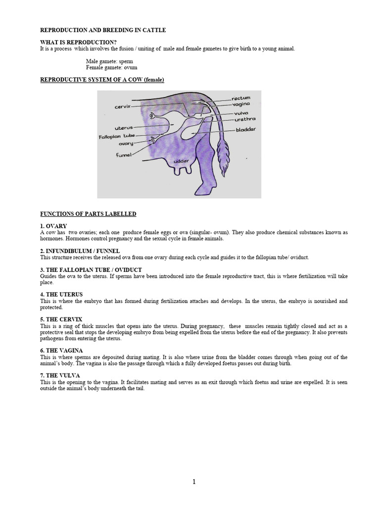 notes-REPRODUCTION AND BREEDING IN CATTLE..new Syllabus | PDF ...