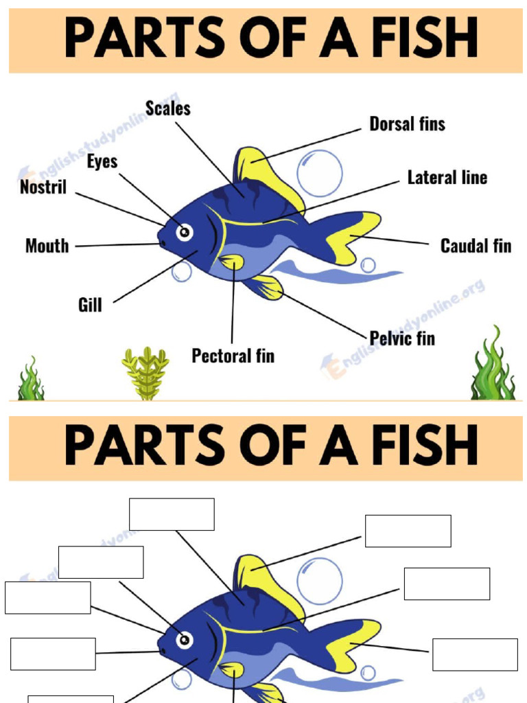 Parts of Fish Activity | PDF