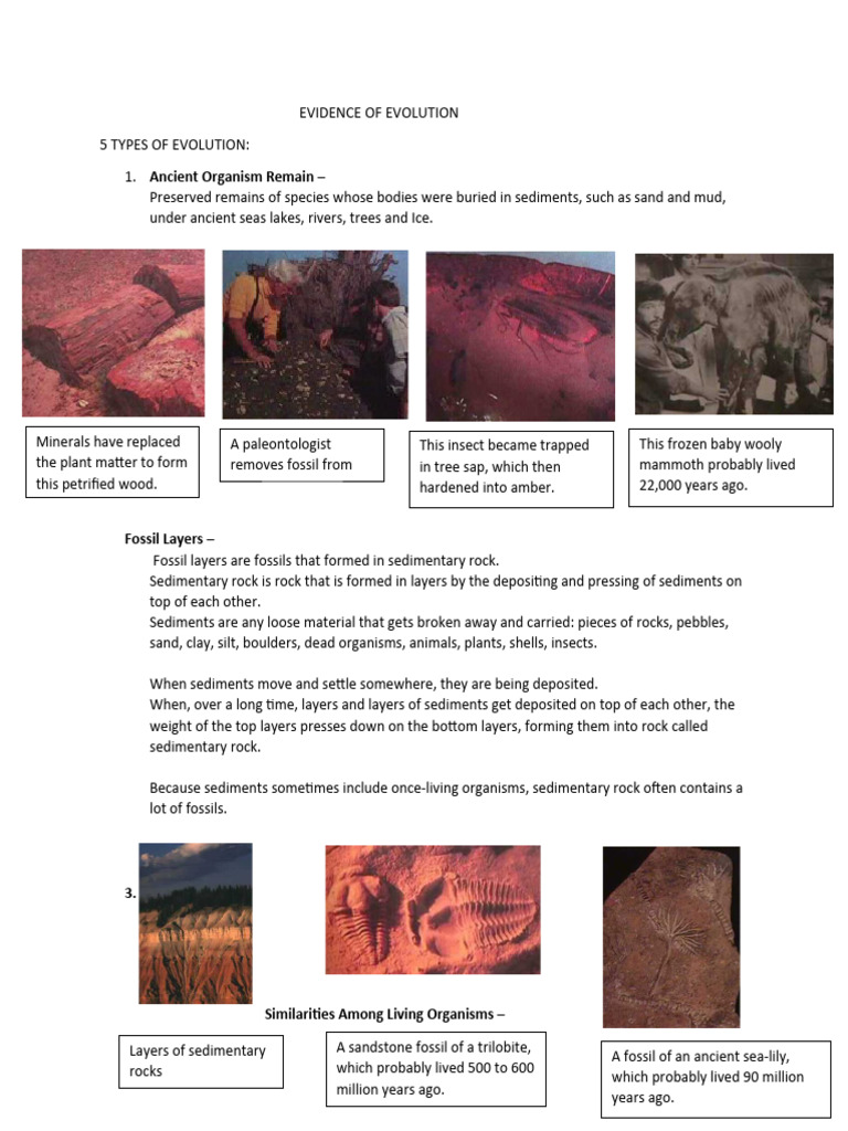 6 7 | PDF | Sedimentary Rock | Fossil