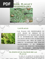 Mosca Pinta-1 | PDF | Control biológico de plagas | Plaga (organismo)