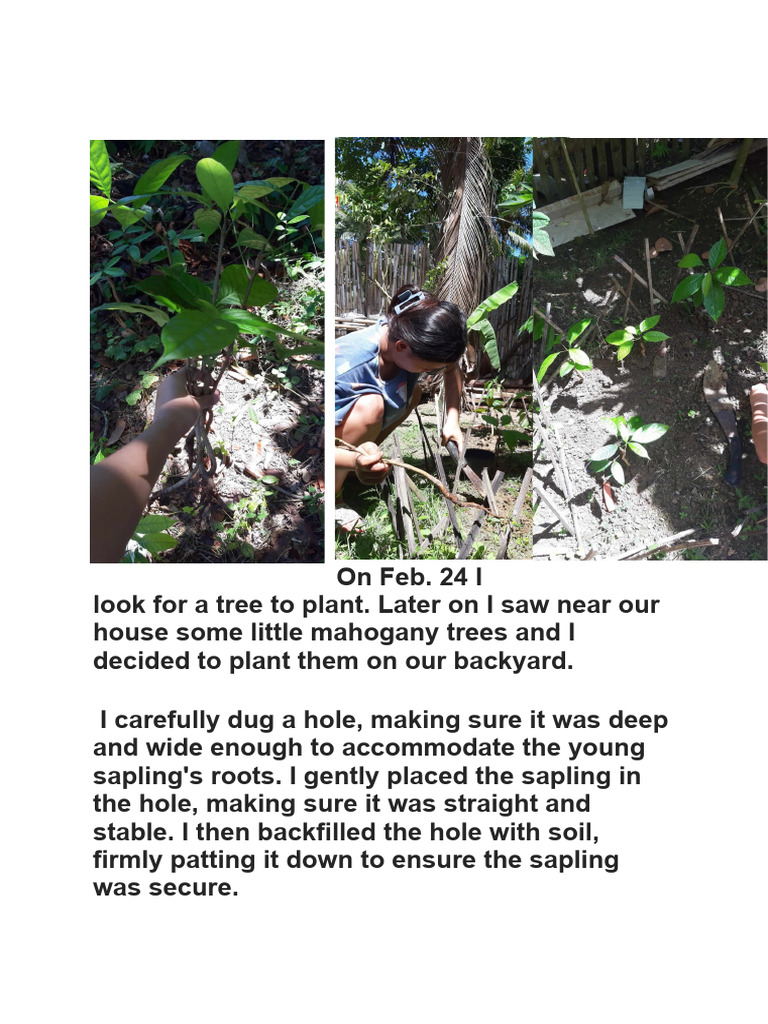 Planting Mahogany Trees in Backyard | PDF | Home & Garden
