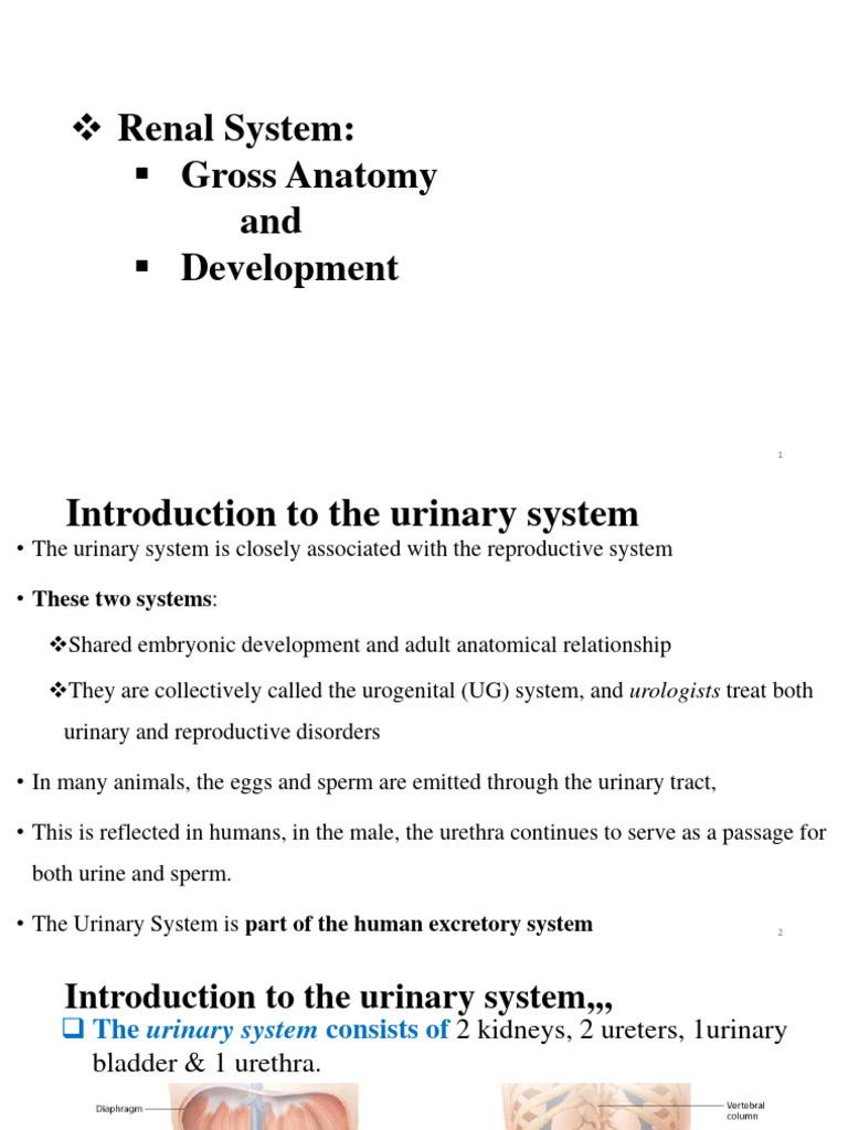 Anatomy and Function of the Kidneys | PDF | Kidney | Urinary System