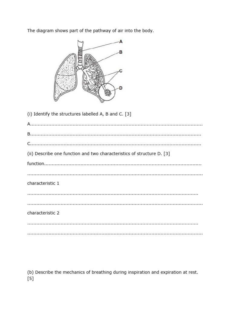 Revision Questions | PDF | Breathing | Exhalation