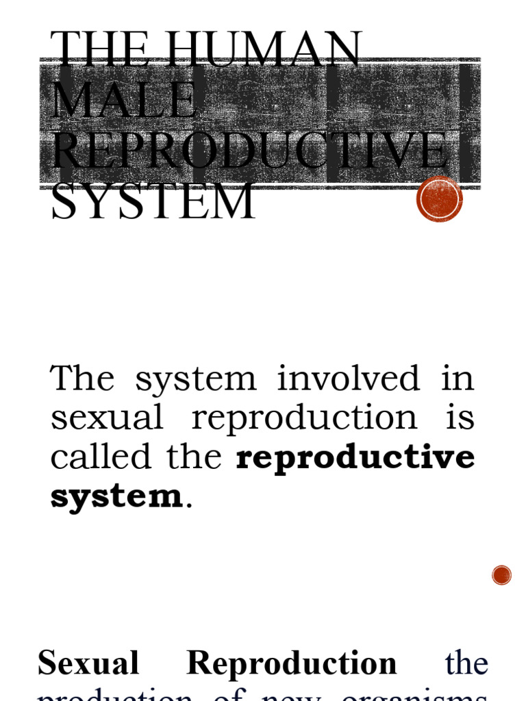 The Human Male Reproductive System | PDF | Social Science | Wellness