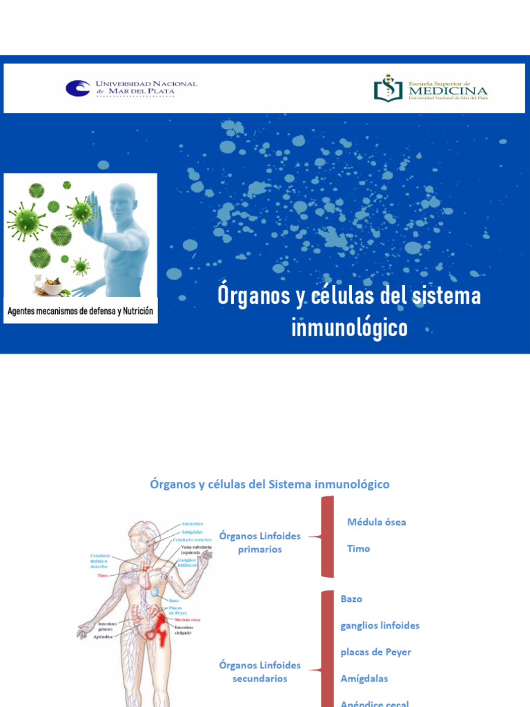 12) Órganos y Celulas Del Sistema Inmunologico | PDF | Ganglio linfático | Bazo
