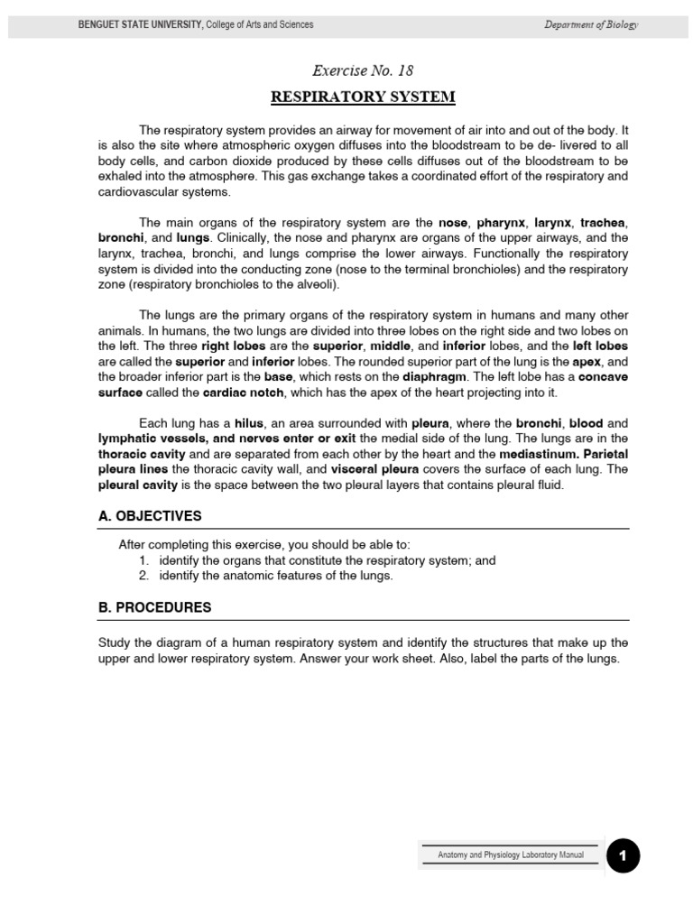 Exercises 18 to 21 Anatomy and Physiology Laboratory | PDF | Respiratory Tract | Lung