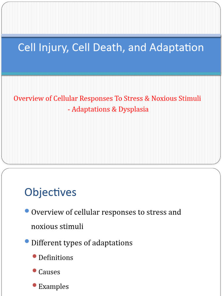 Cellular Adaptation- 2022 | PDF | Epithelium | Atrophy