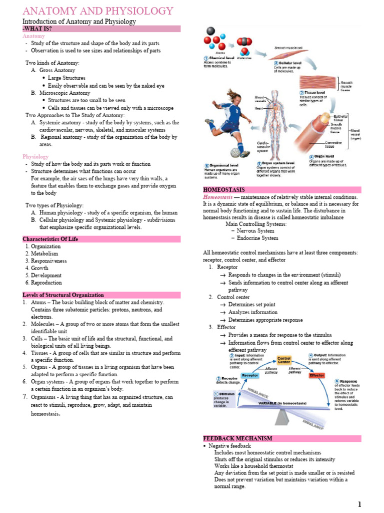 E1.1 Introduction To Anatomy and Physiology | Download Free PDF | Human ...