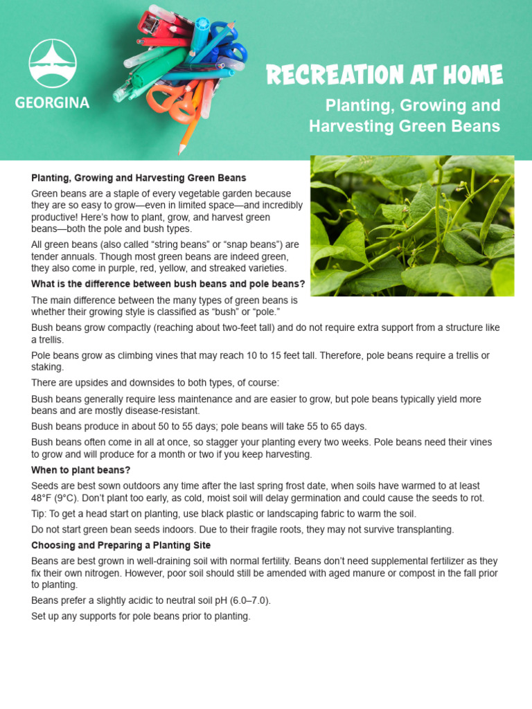 Planting Growing Harvesting Green Beans | PDF | Bean | Green Bean