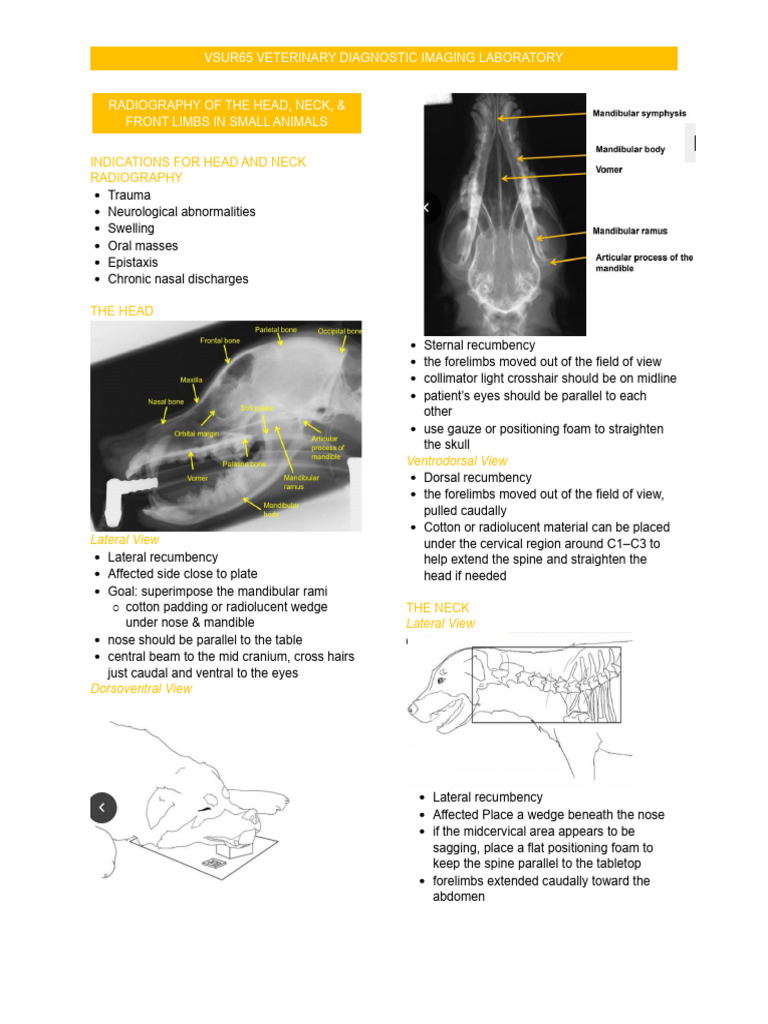 2 Radiography of The Head Neck Front Limbs in Small Animals | PDF ...