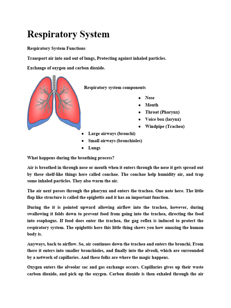 Human Breathing System | PDF | Respiratory Tract | Respiratory System