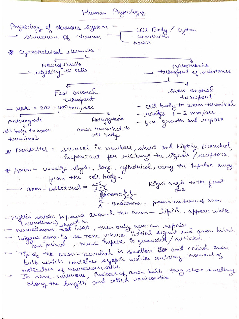 Human Physiology | PDF