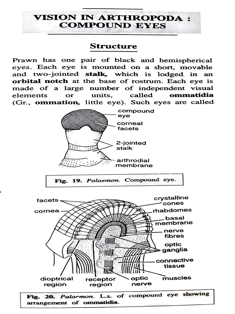 Vision in Arthropoda | PDF | Eye | Sensory Organs