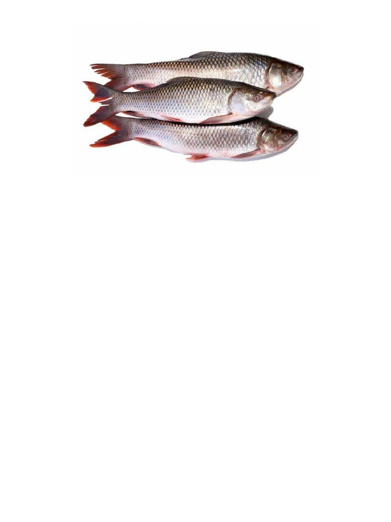 Rui Fish Picture | PDF