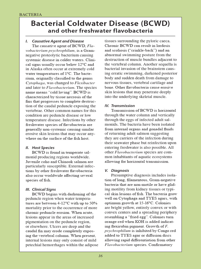 Bacterial Coldwater Disease | PDF | Infection | Biology
