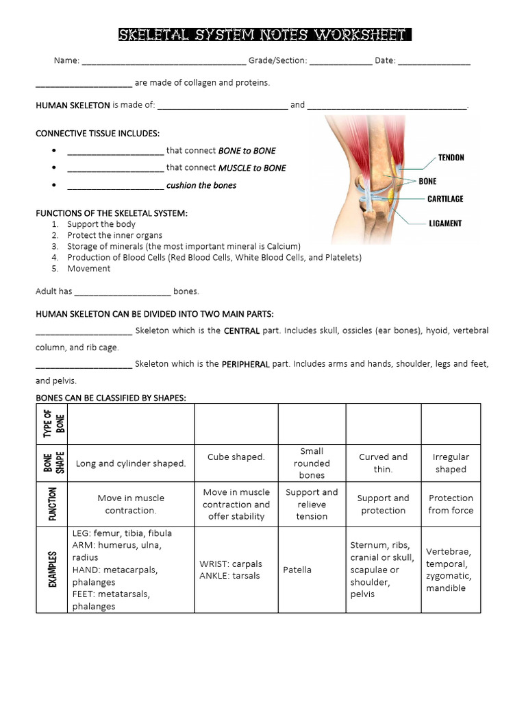 Skeletal System Notes Worksheet | PDF | Bone | Skeleton