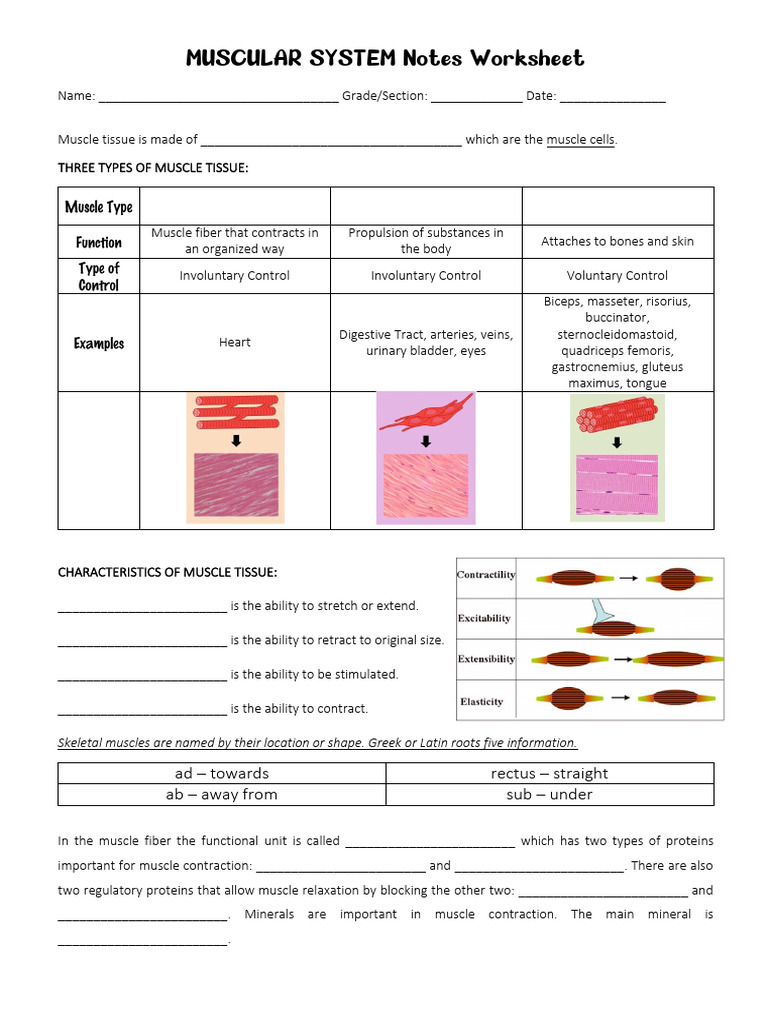 MUSCULAR SYSTEM Notes Worksheet | PDF | Muscle | Skeletal Muscle