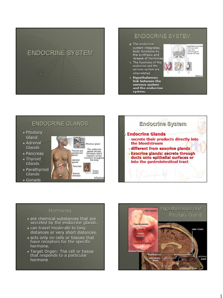 ENDOCRINE-SYSTEM | PDF | Endocrine System | Adrenal Gland