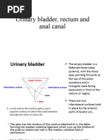 Anatomy and Physiology of the Umbilicus | PDF | Abdomen | Vein