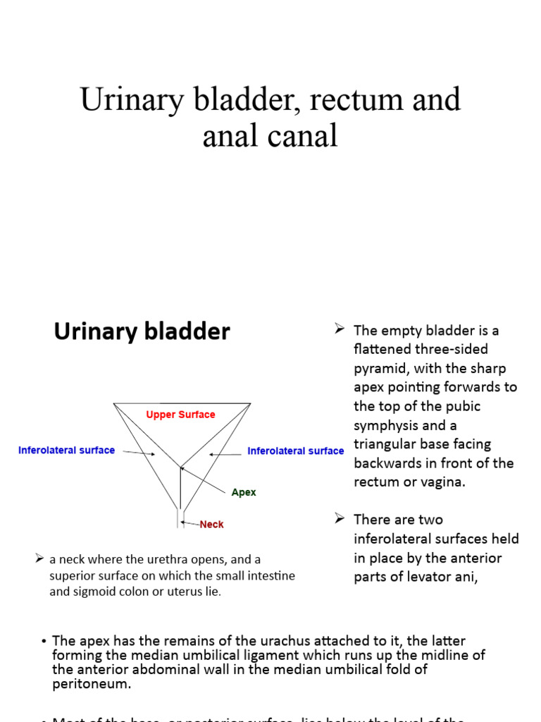 Urinary bladder, rectum and anal canal | PDF | Rectum | Vein