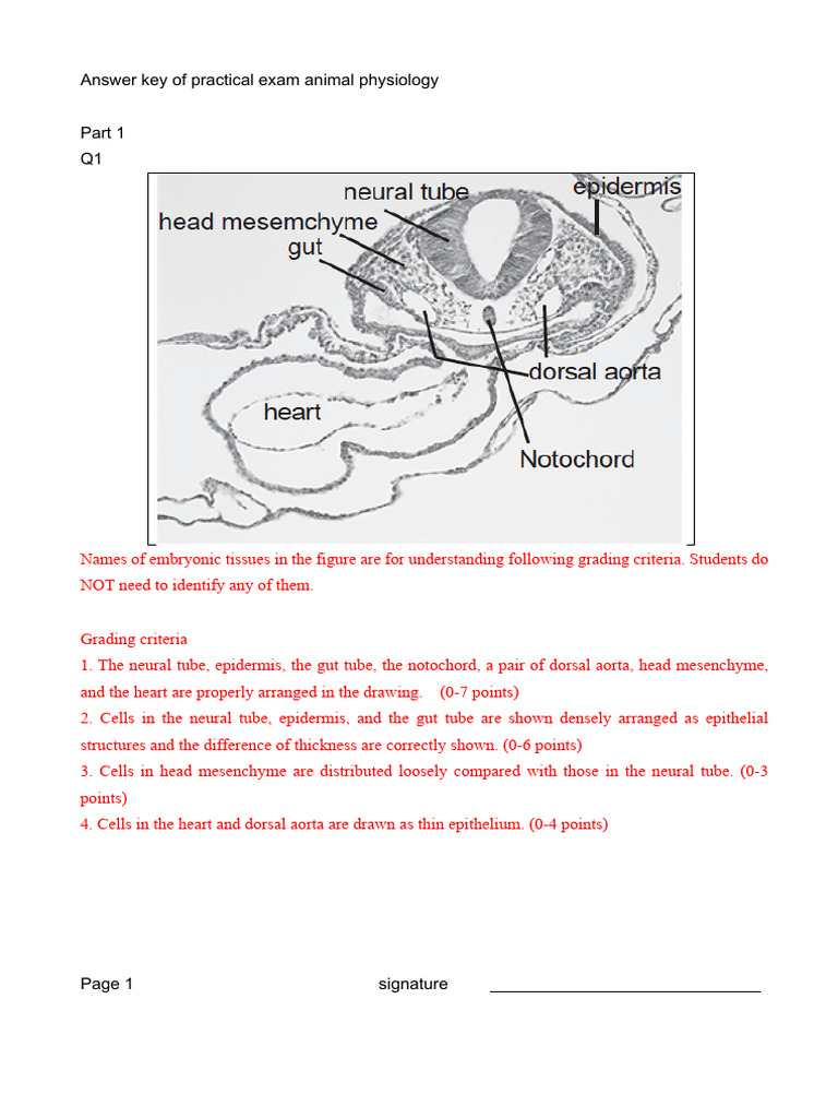 IBO 2020 - Practical 1 Exam (Animal Physiology) - Answer Key | PDF | Gene Expression | Epithelium