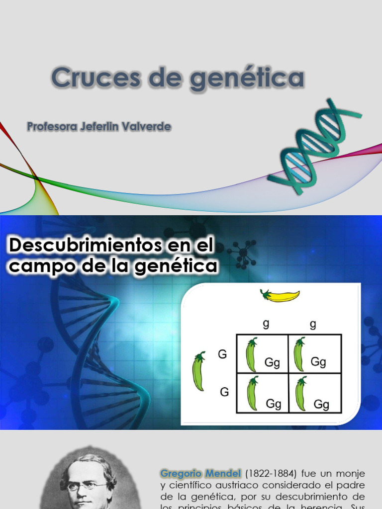 4 Cruces Genetica | PDF | Dominancia (Genética) | Cigosidad