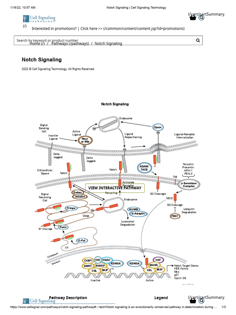 Notch Signaling _ Cell Signaling Technology | PDF | Cell Signaling ...