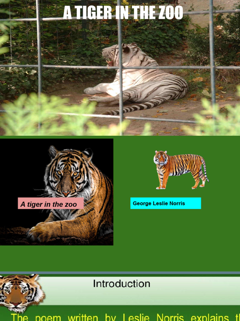 Poem 3 - A Tiger in The Zoo | PDF | Tiger | Poetry