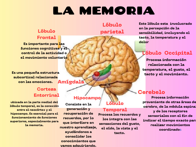 Anatomía De La Memoria Kenhub Español Kenhub Español Added A New