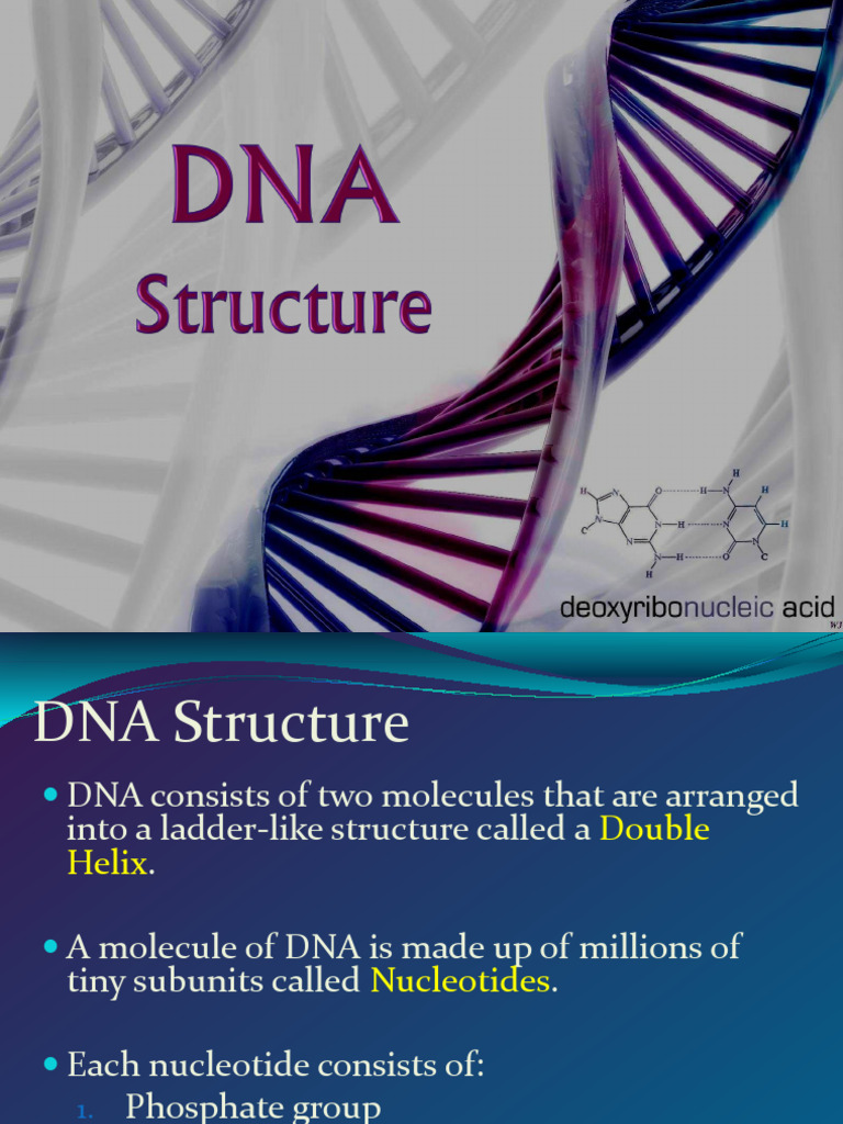DNA Basics for Students | PDF